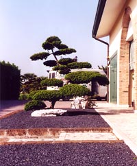 Benvenuti nei giardini e piante orientali - Guggia Garden Venezia ...